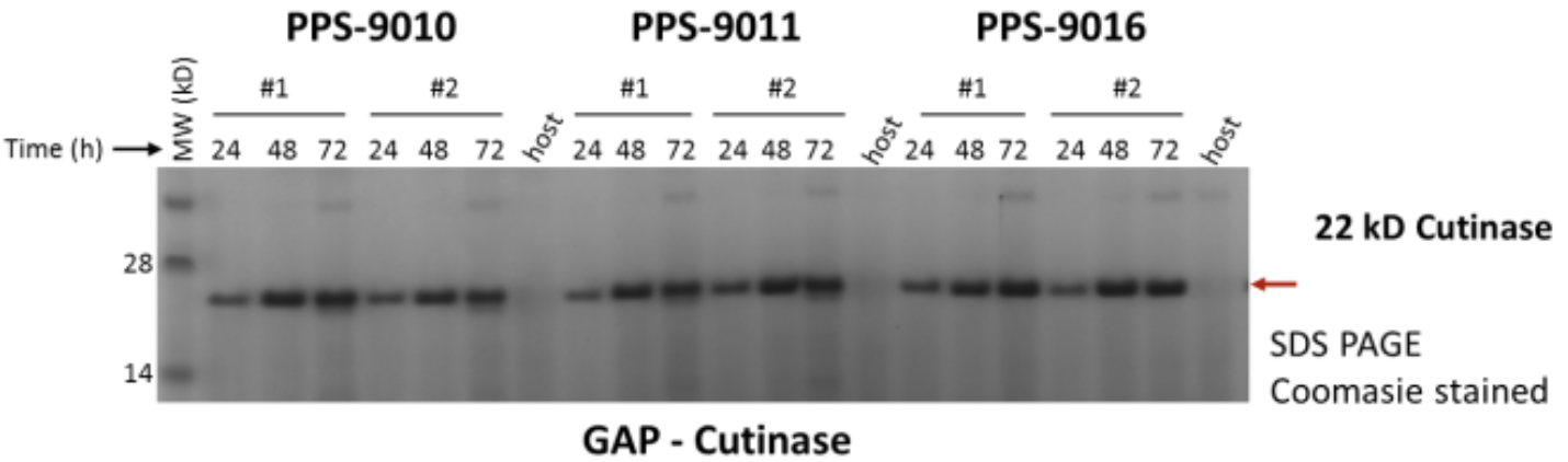 Pichia Strains - ATUM