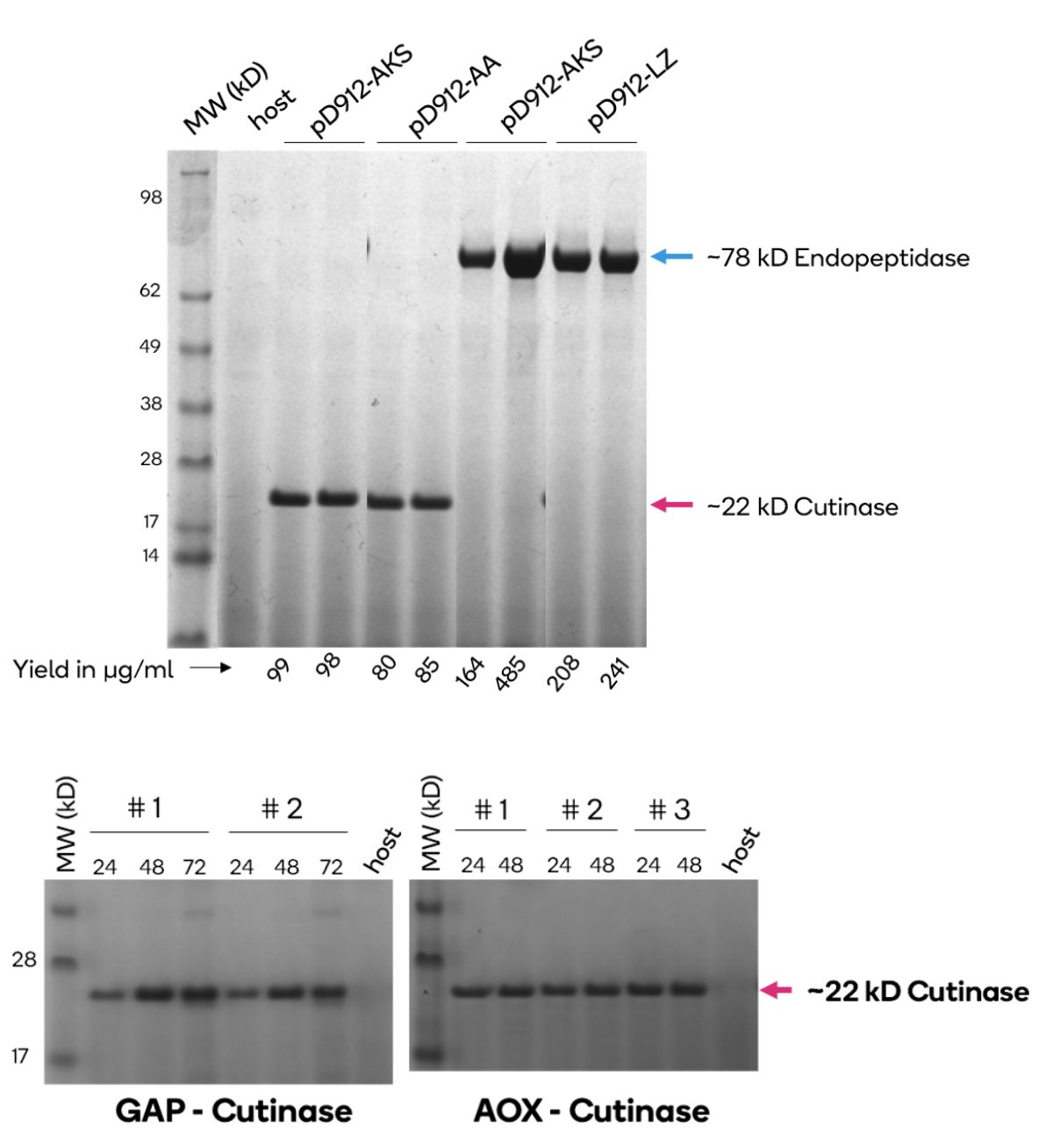 Yeast Expression Vectors - ATUM
