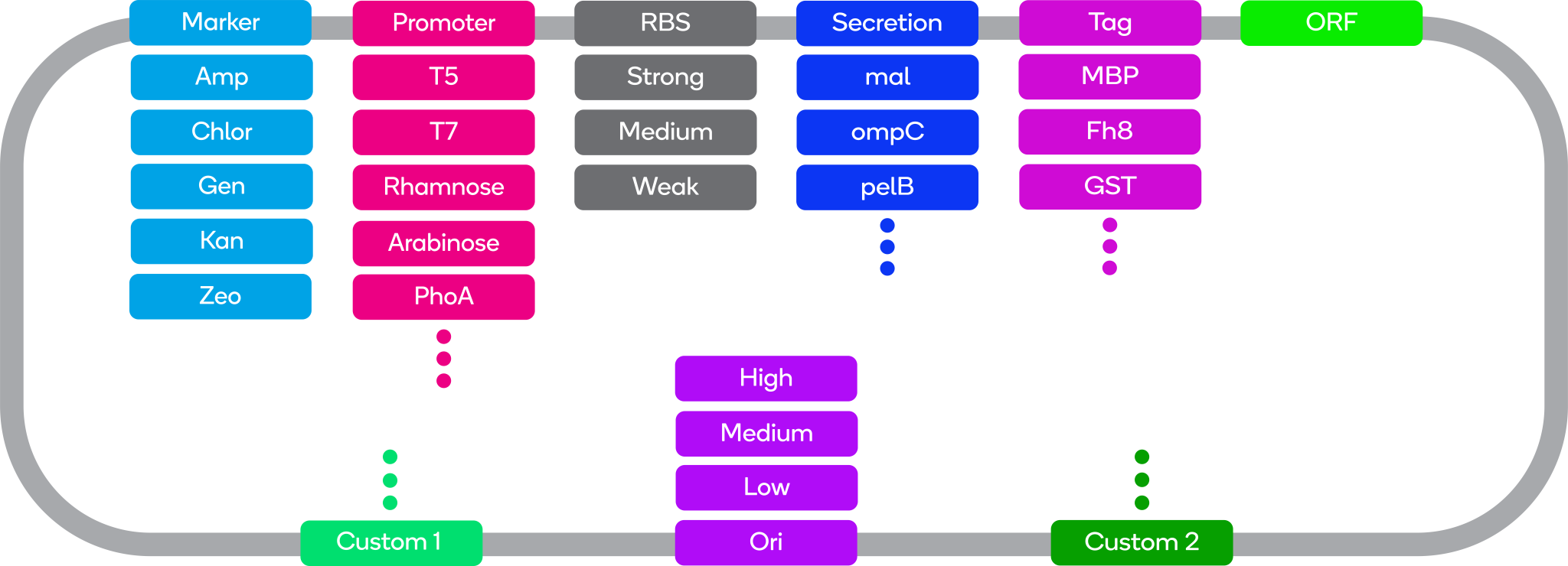 Bacterial Expression Vectors - ATUM
