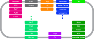 Yeast Expression Vectors - ATUM