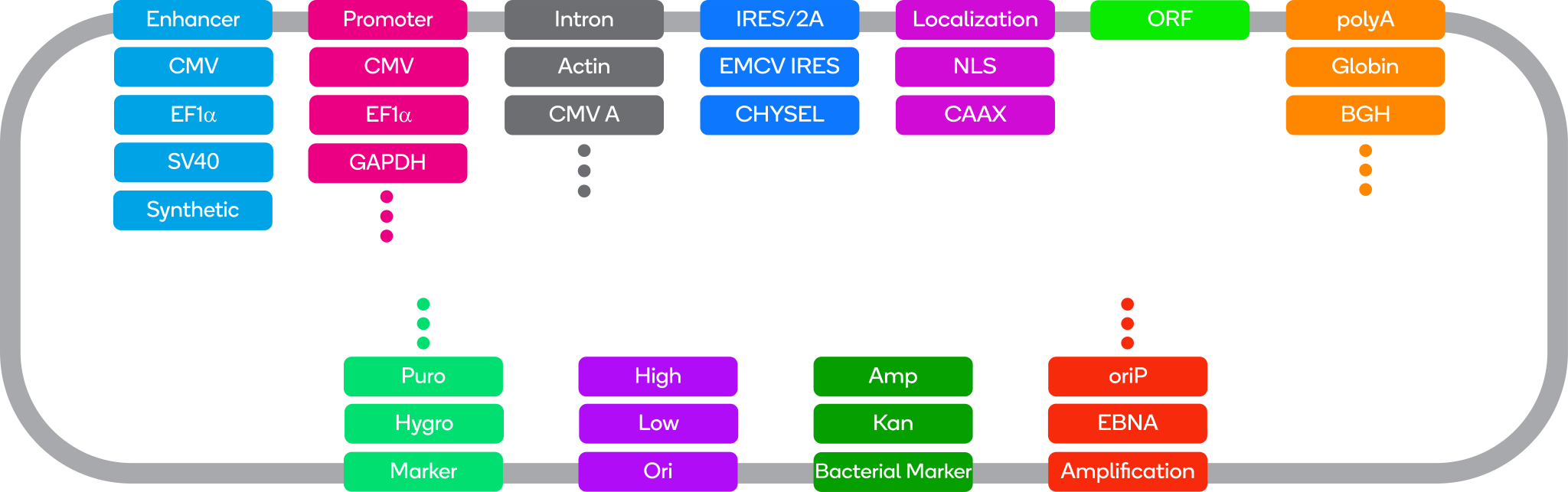 Mammalian Expression Vectors - ATUM