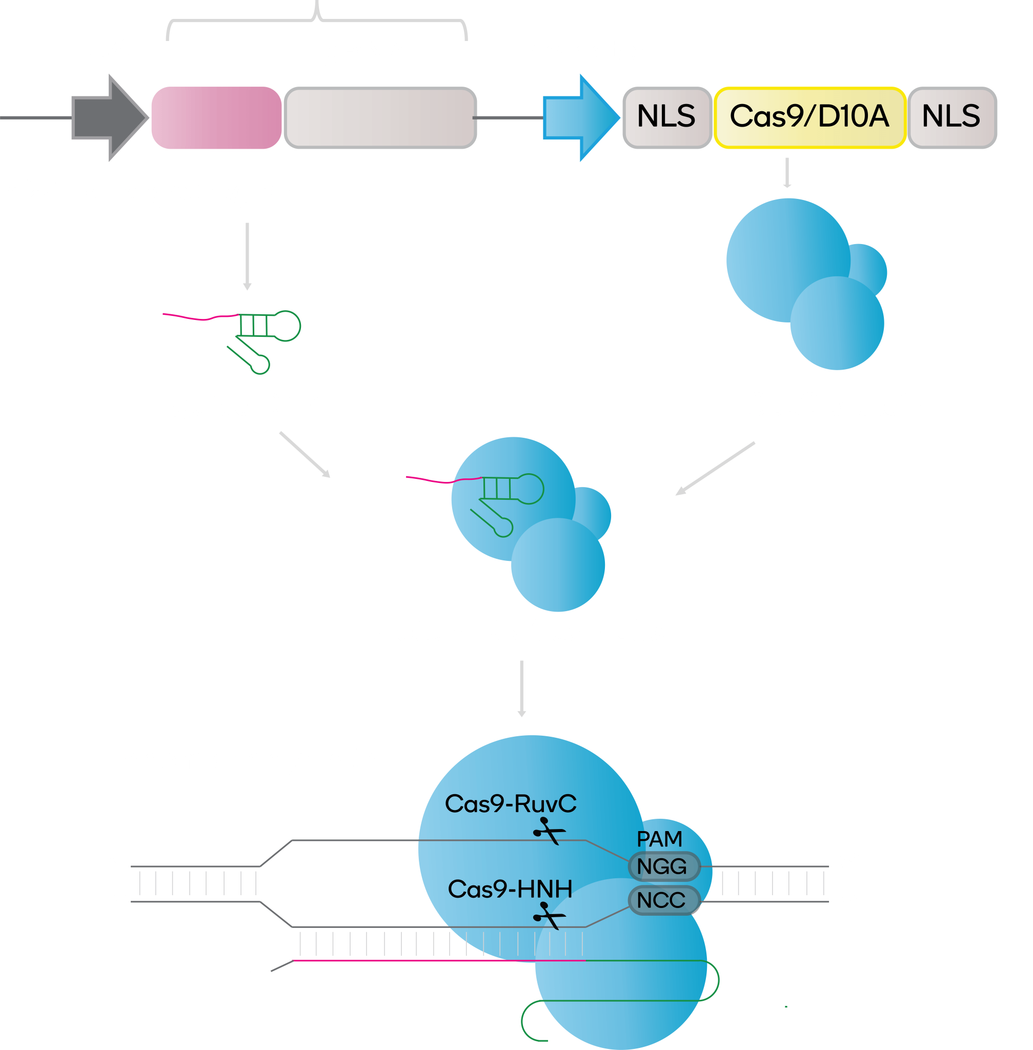 CRISPR Vectors - ATUM